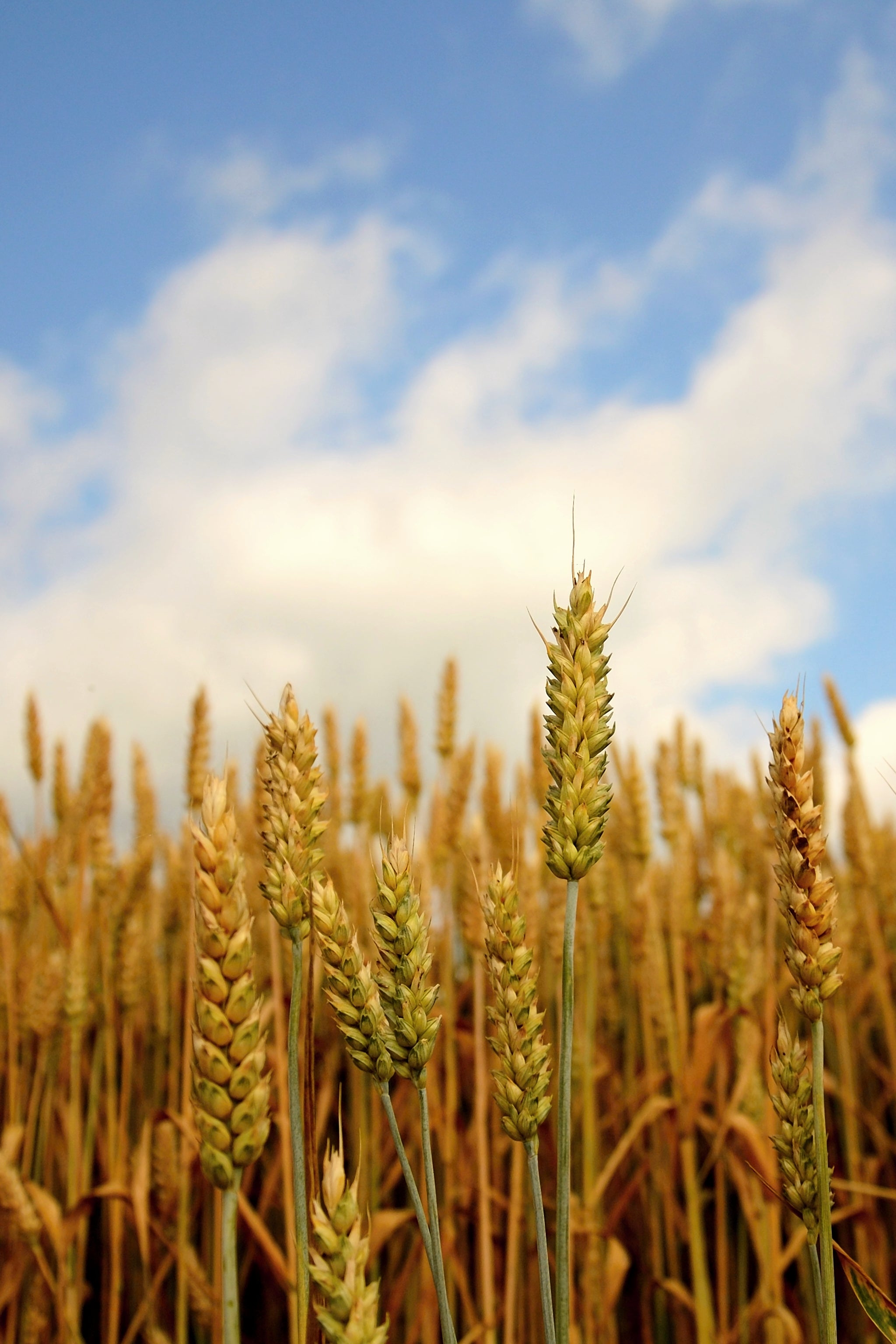 Kodo Millet – Plants & Petals